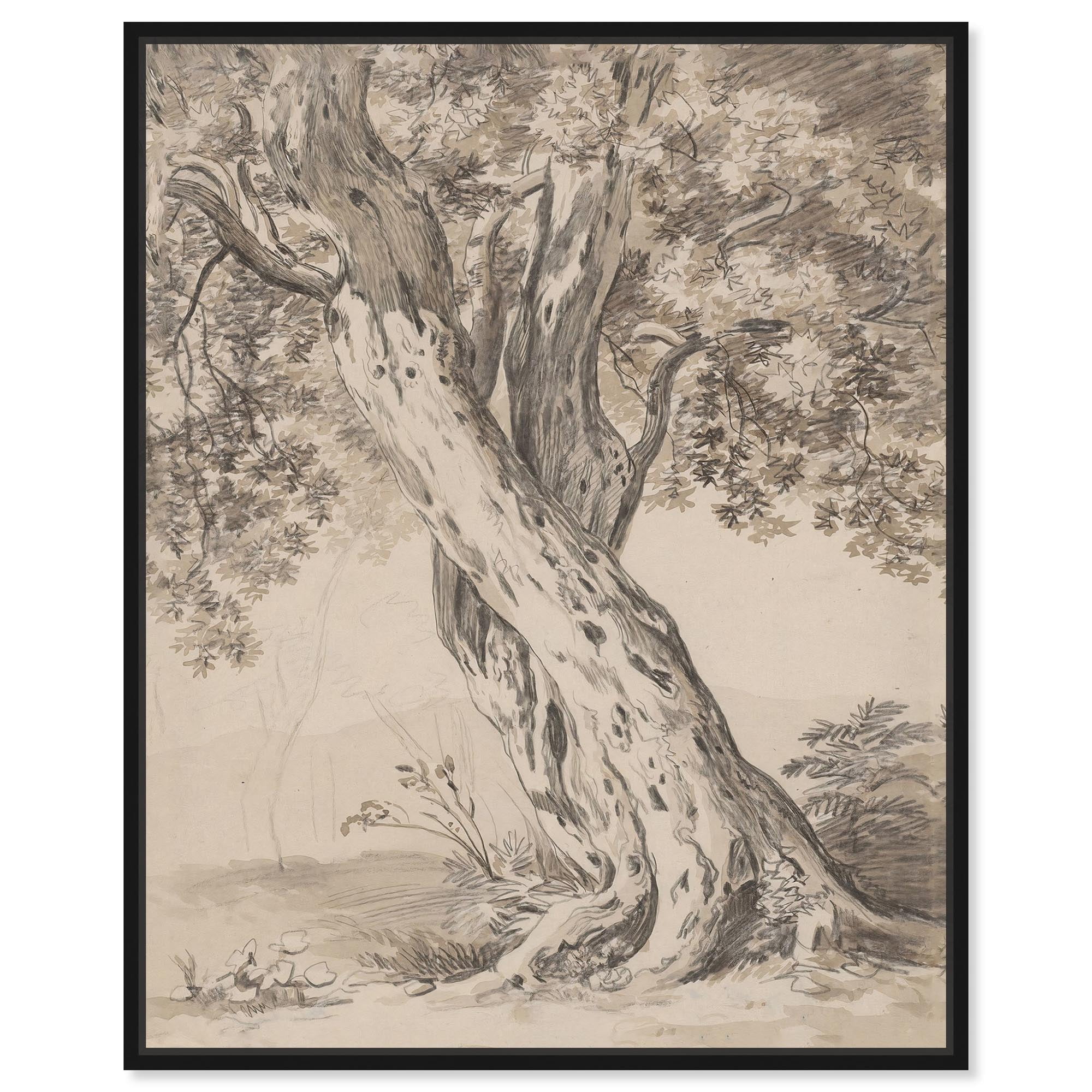 Two Intertwined Oak Trees 800 Canvas Classic Sketches by Art Remedy ...