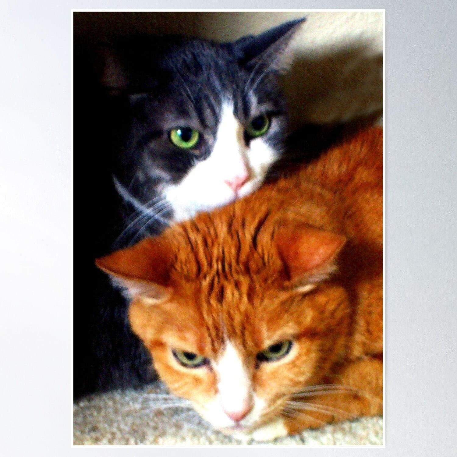 Two Kitty Cats Poster Wall Art, Modern Wall Decor, 8x12 UNFRAMED ...