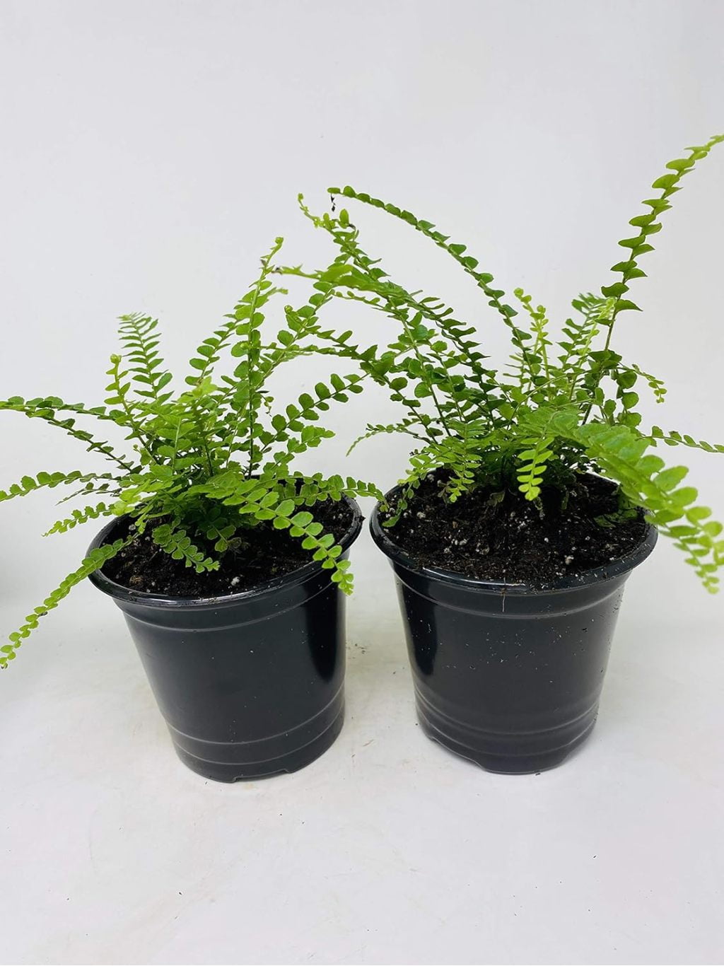 Two Lemon Button Fern 4.5" Unique Design Pot - Nephrolepis Cordifolia ...