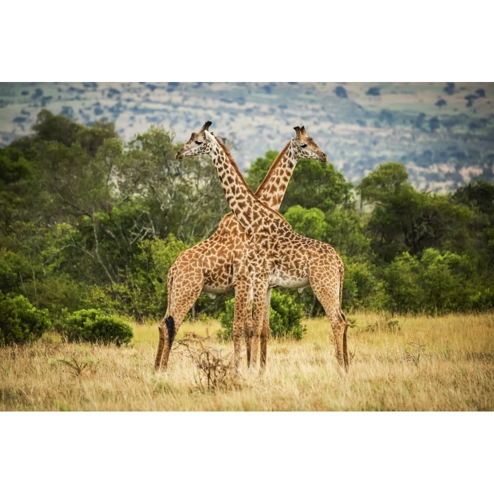 Two Masai giraffe crossing necks by trees Serengeti; Tanzania by Nick ...