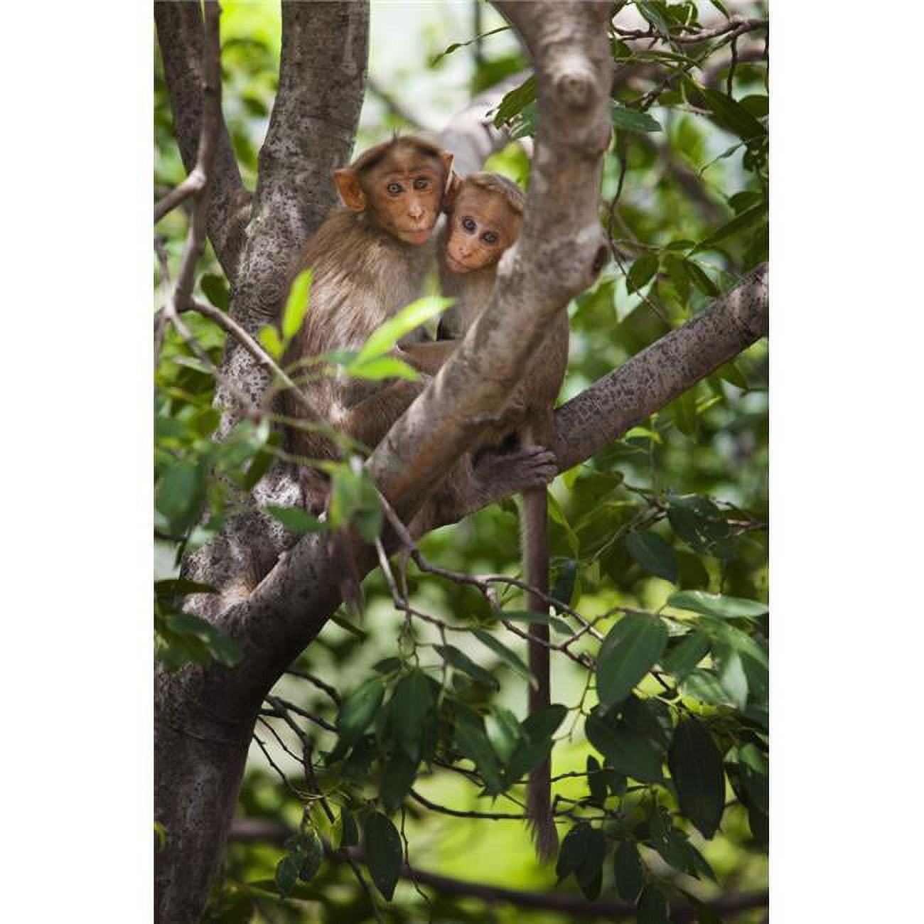 Two Monkeys In A Tree - Tamil Nadu, India Poster Print, 12 x 19 ...