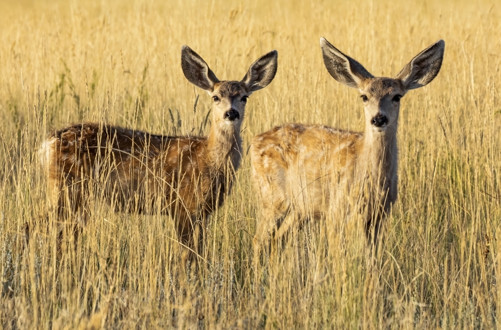 Two Mule deer fawns standing in golden grass; Steamboat Springs ...