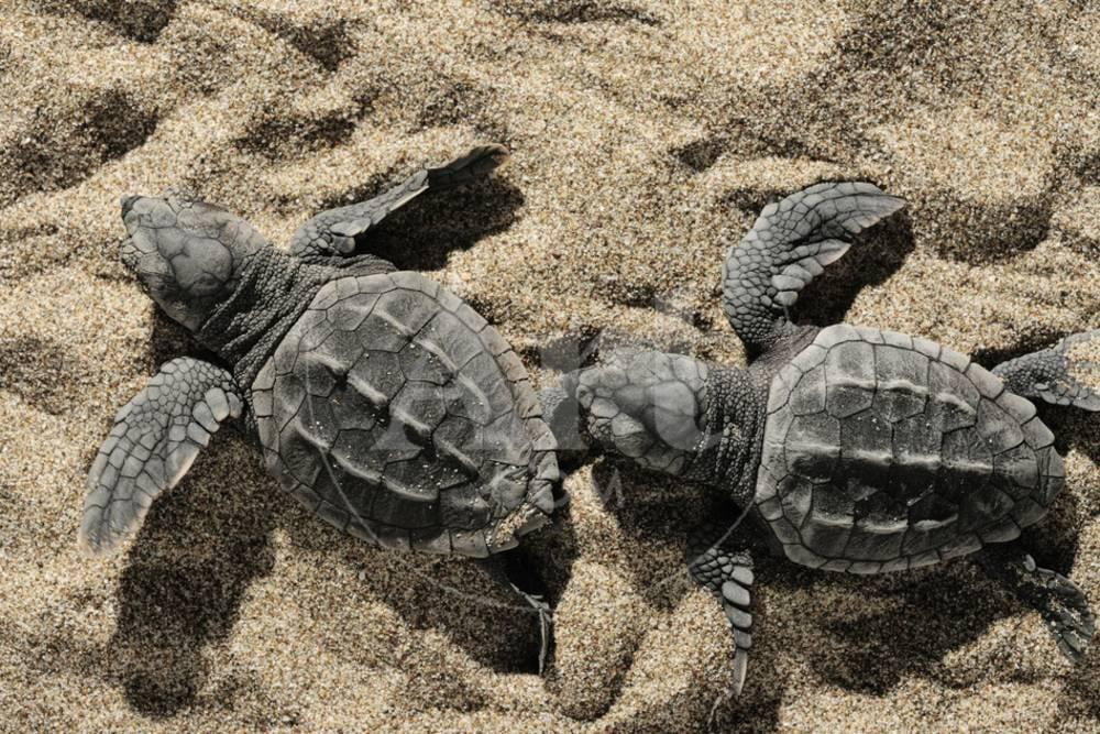 Two Newly Hatched Loggerhead Turtles Caretta Caretta Heading for the ...