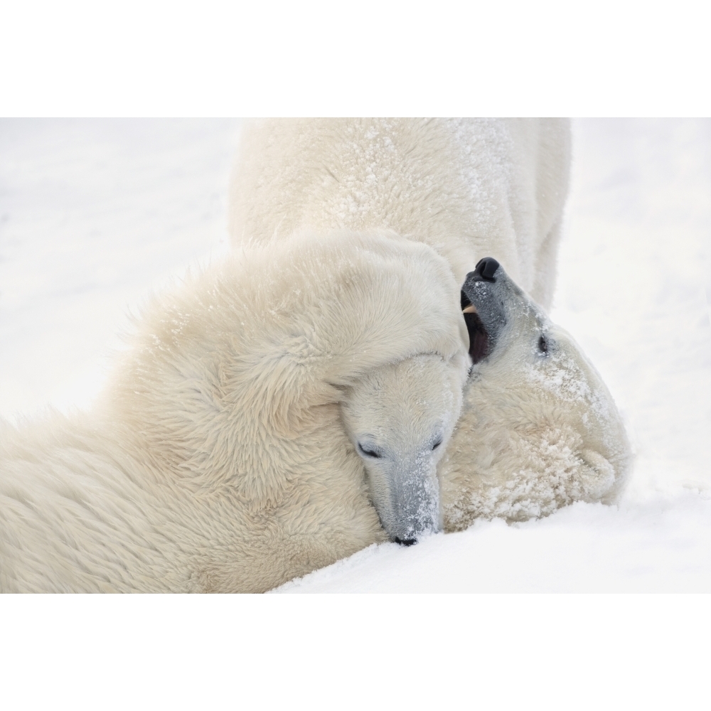 Two Polar Bears Play Fighting To Sharpen Their Hunting Skills As They ...