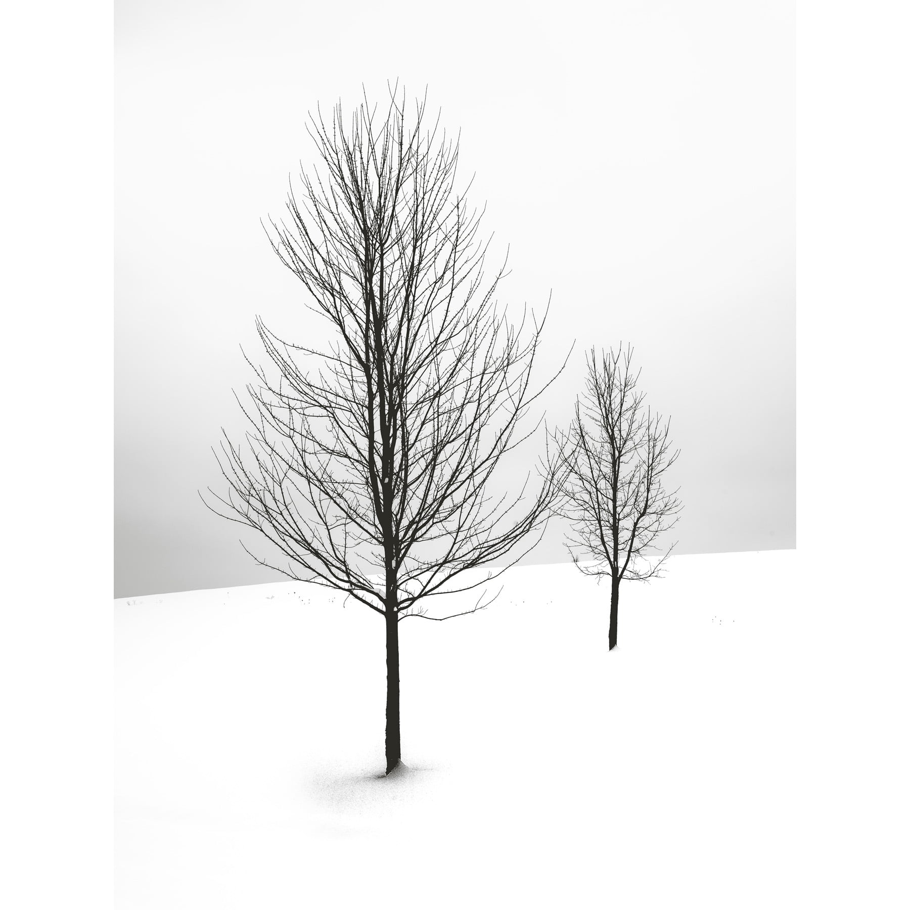 Two Silhouette Trees WInter Landscape Photo Extra Large XL Wall Art ...