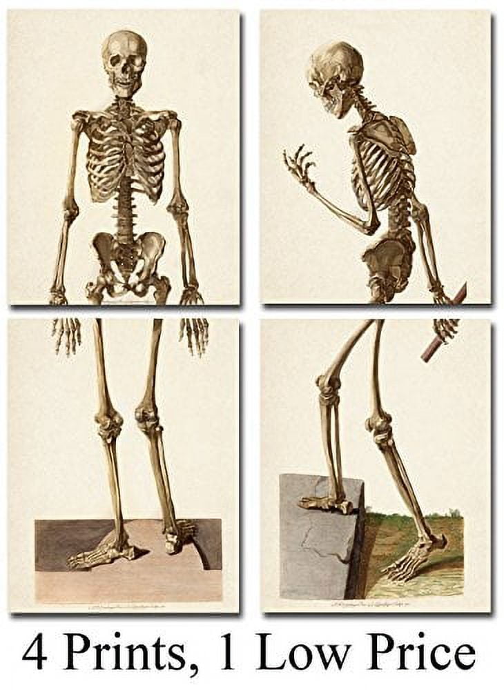 Two Skeletons Art Prints - Set of Four Photos (8x10) Unframed - Great ...