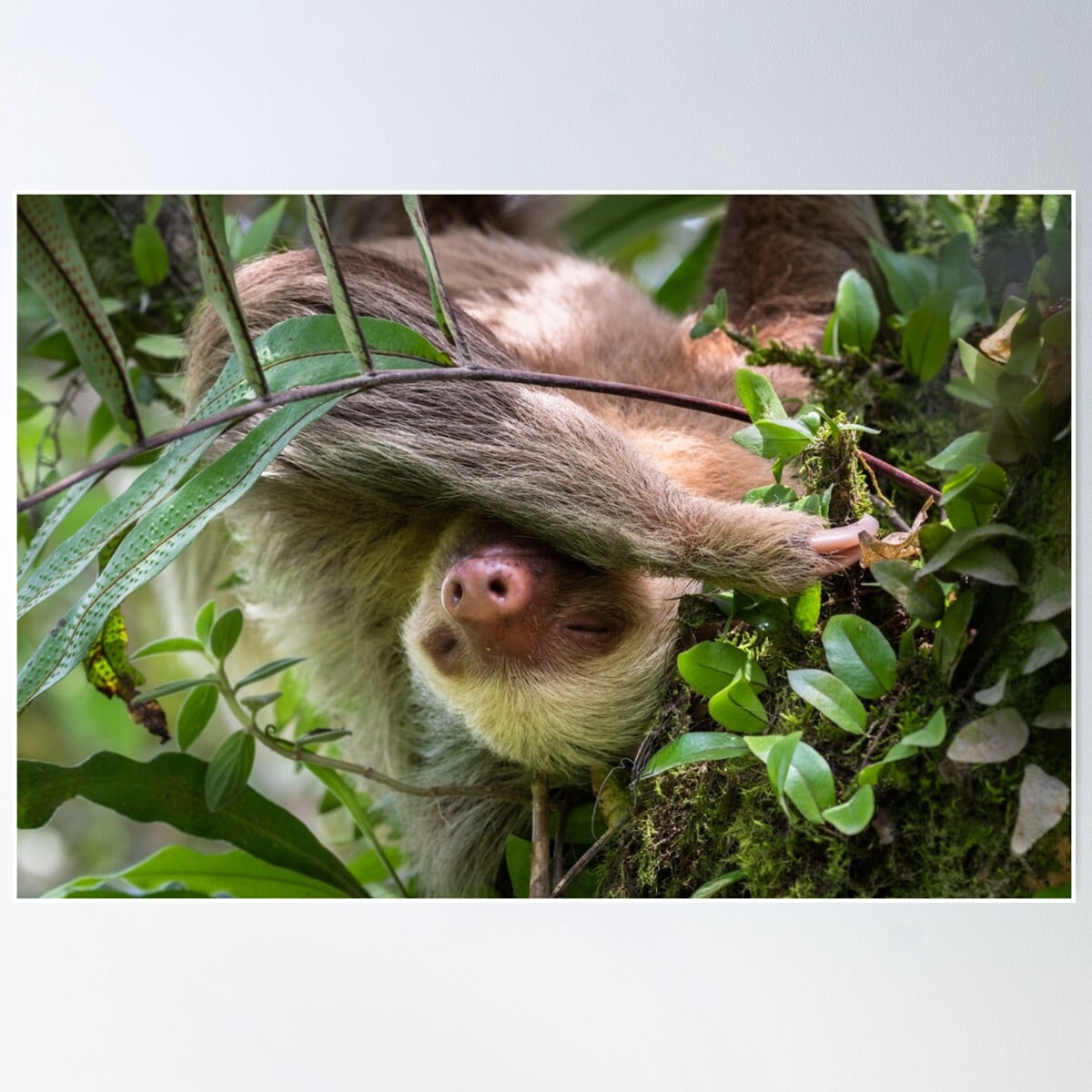Two Toed Sloth Poster Wall Art, Modern Wall Decor For Living Room ...