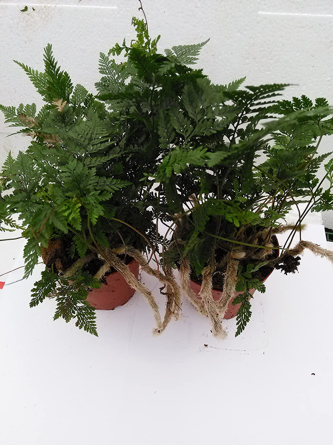 Two White Rabbit's Foot Fern 4" Pot - Davallia - Walmart.com