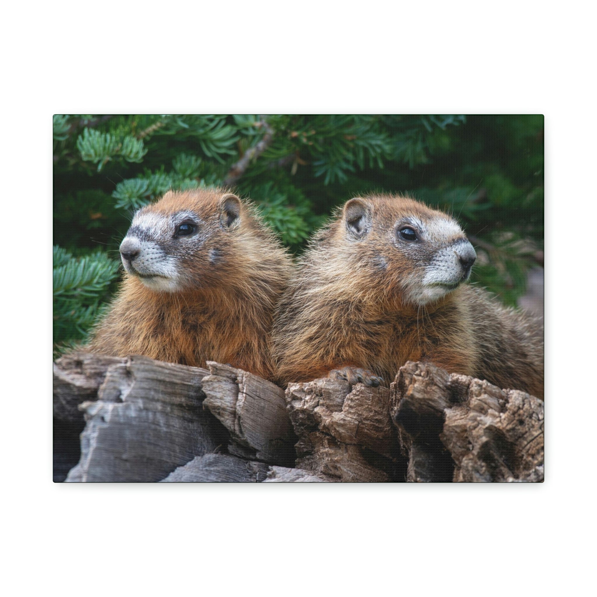 Two Young Yellow Bellied Marmot on a Dead Tree Print Animal Wall Art ...