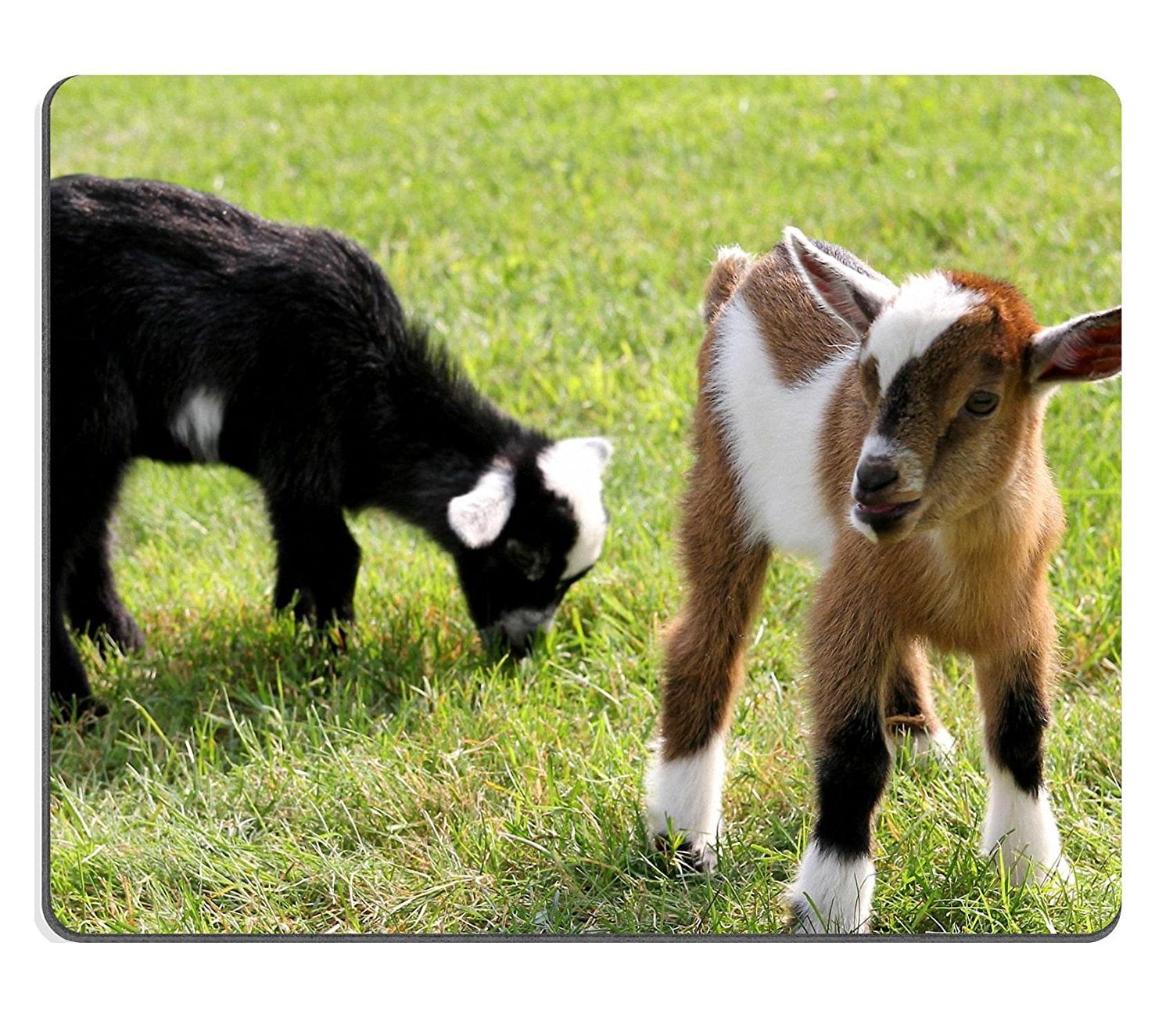 Two baby goats on a farm are outside grazing and eating grass Mouse ...