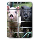 Two cute pigs Sus domesticus behind fence. single toggle switch lsp ...