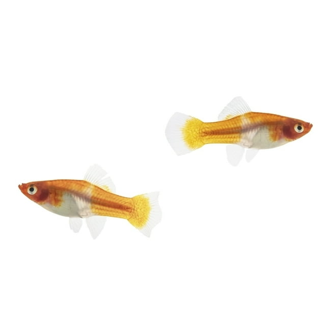 Two female Koi Santa Claus Swordtail Fish on a white background by Leah ...