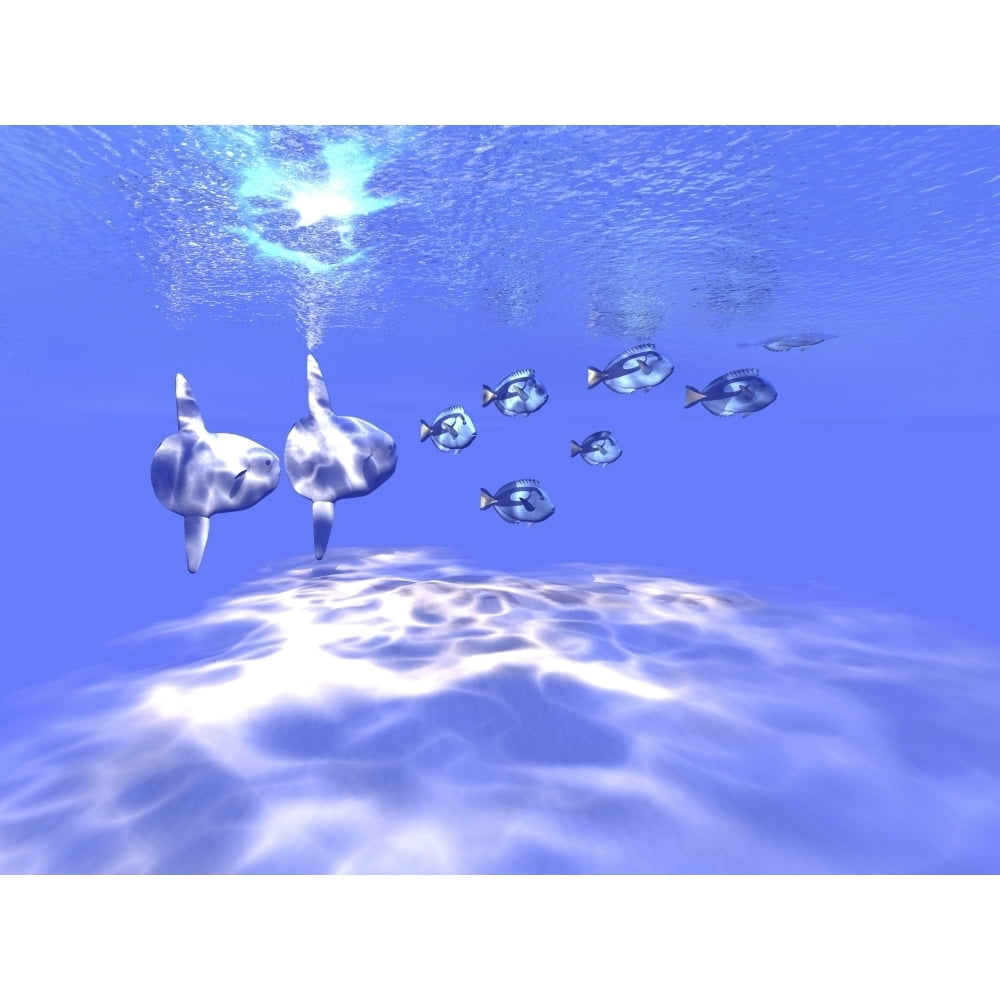 Two large sunfish swim with a group of Blue Tango fish Poster Print ...