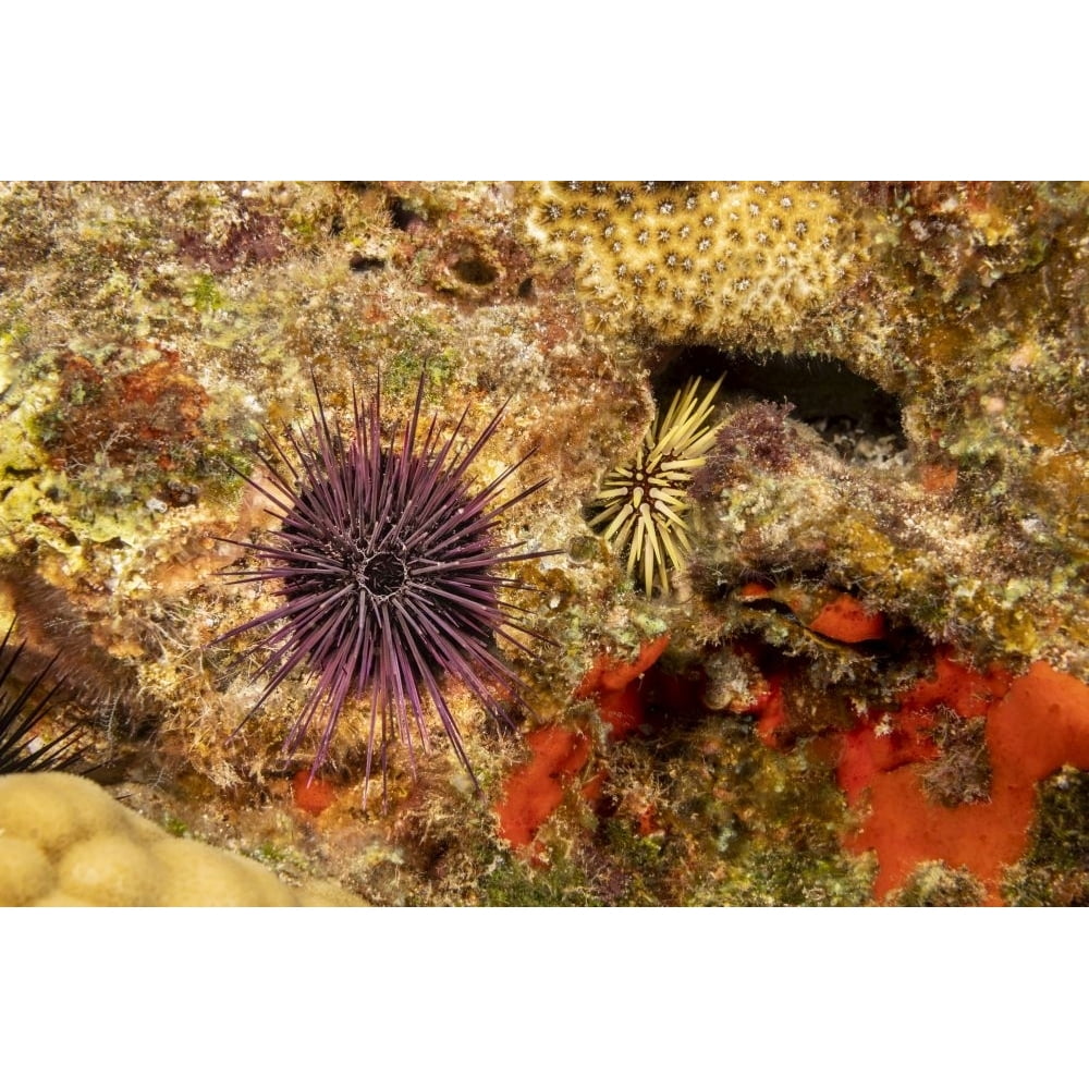 Two species of rock-boring urchin Echinometra mathaei and ...
