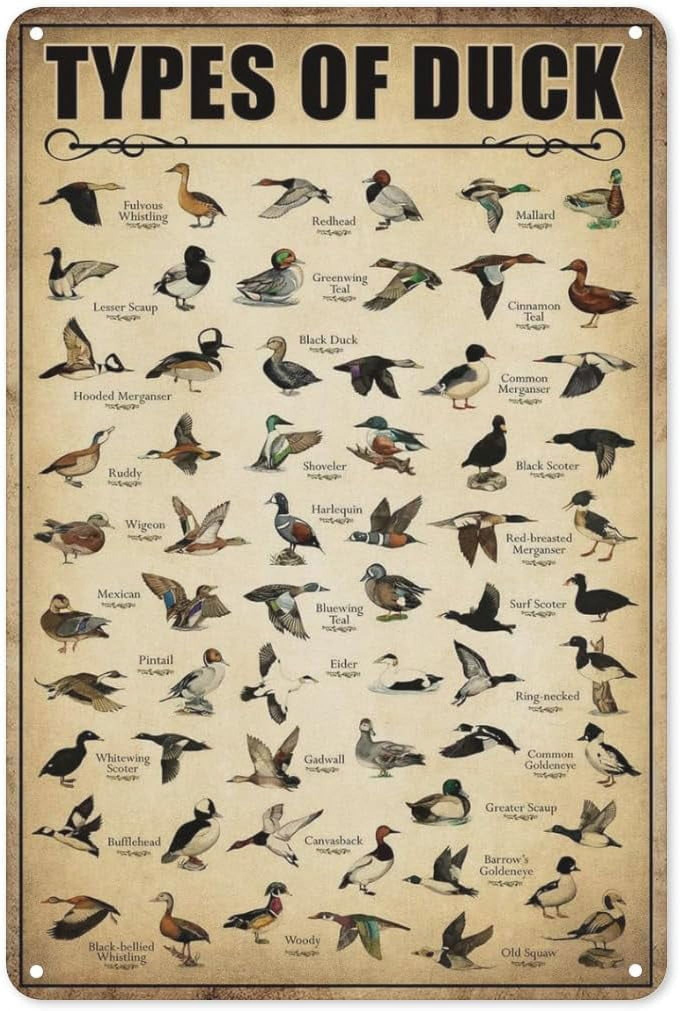 Type Of Duck Tin Sign Duck Hunting Decor Mallard Ducks Knowledge Metal ...
