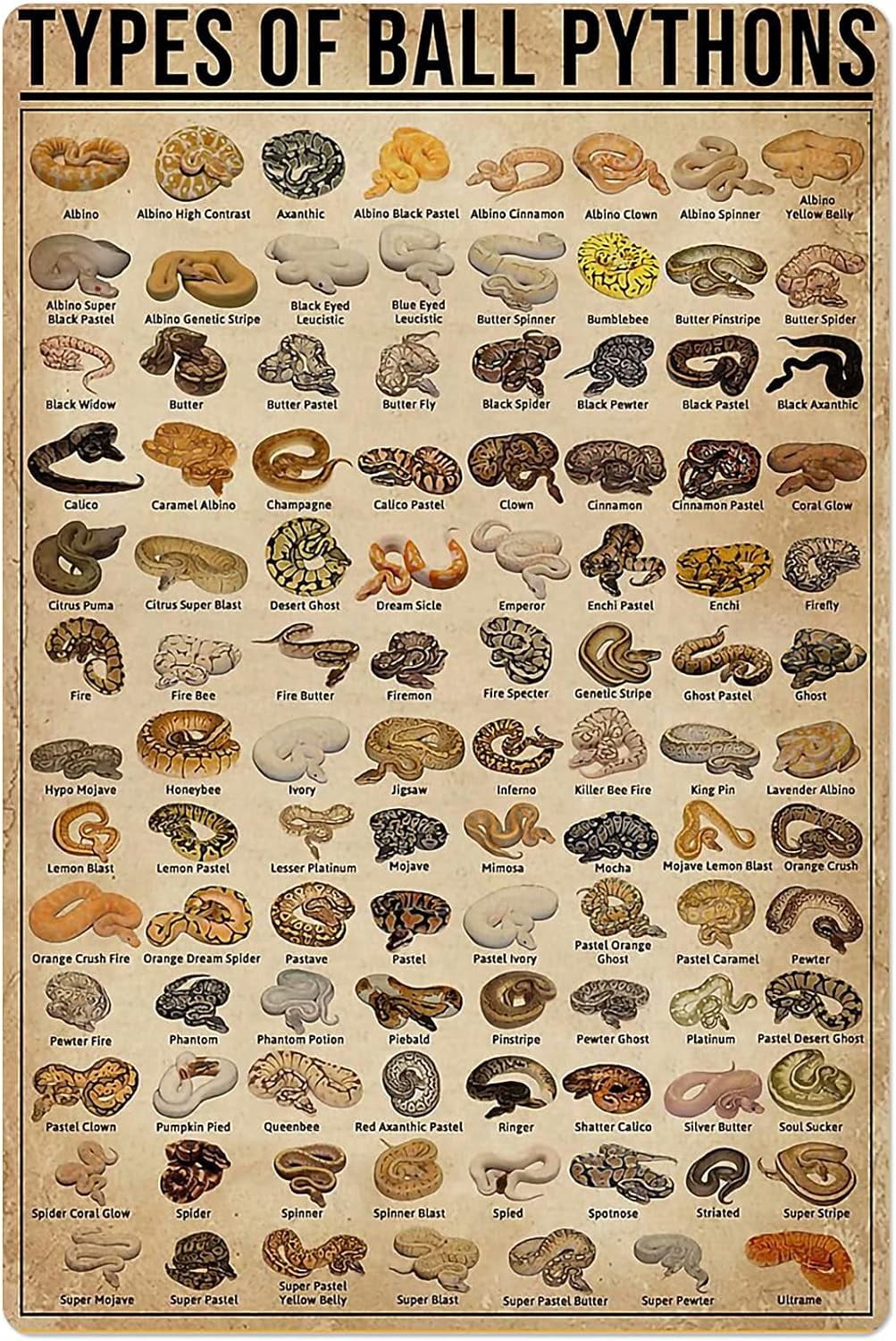Types Of Ball Pythons Metal Tin Signs Ball Python Breed Retro Poster ...