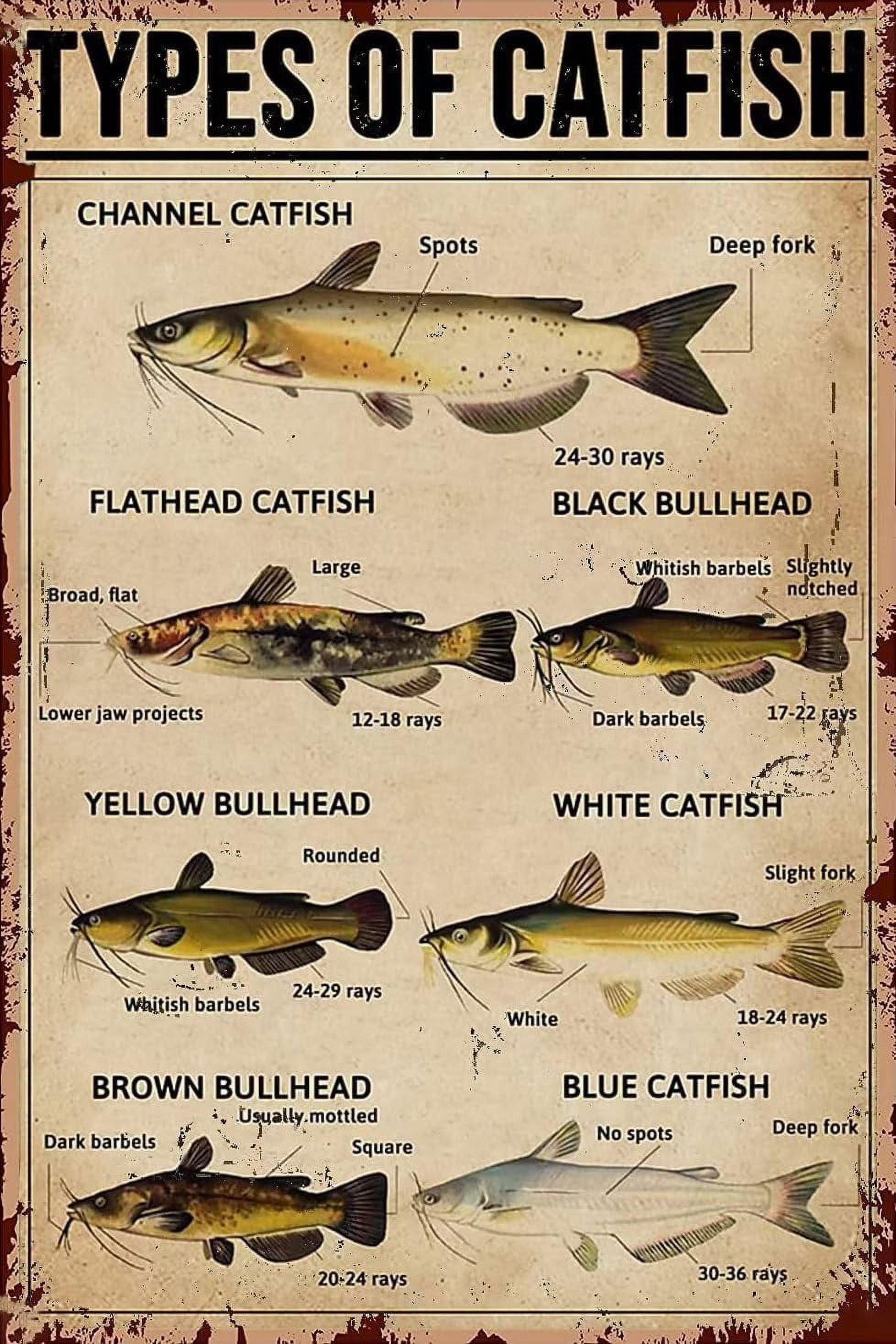 Types Of Catfish Knowledge Diamond Art Painting Kits for Adults 5D ...