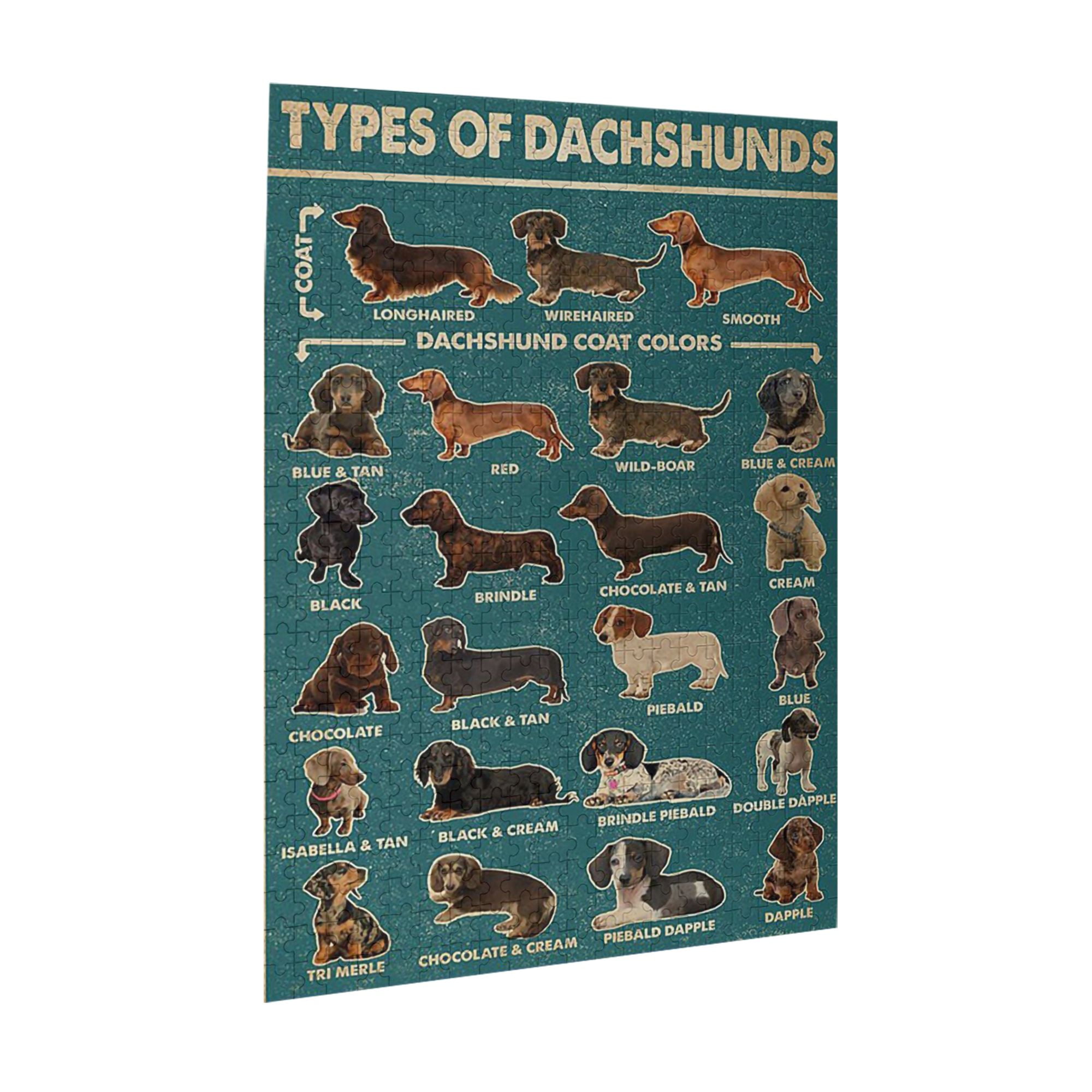 Types Of Dachshunds Poster, Dachshund Poster, Dachshund Art Print ...