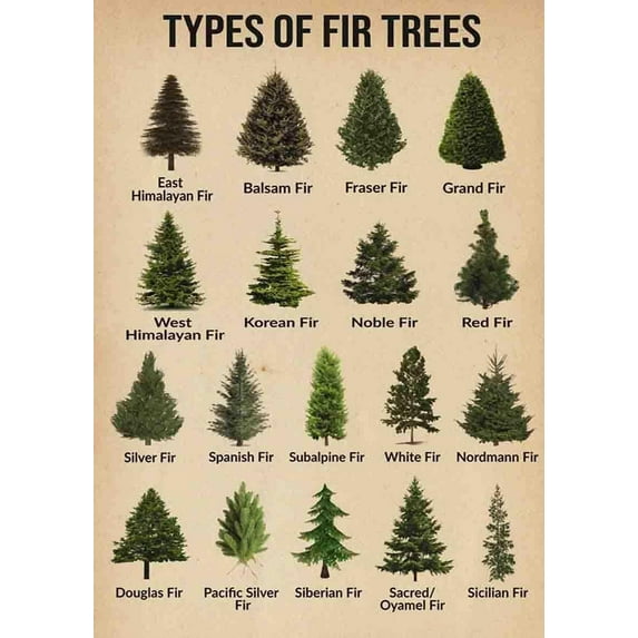 Types Of Fir Trees Metal Tin Signs Fir Trees Type Knowledge Posters ...