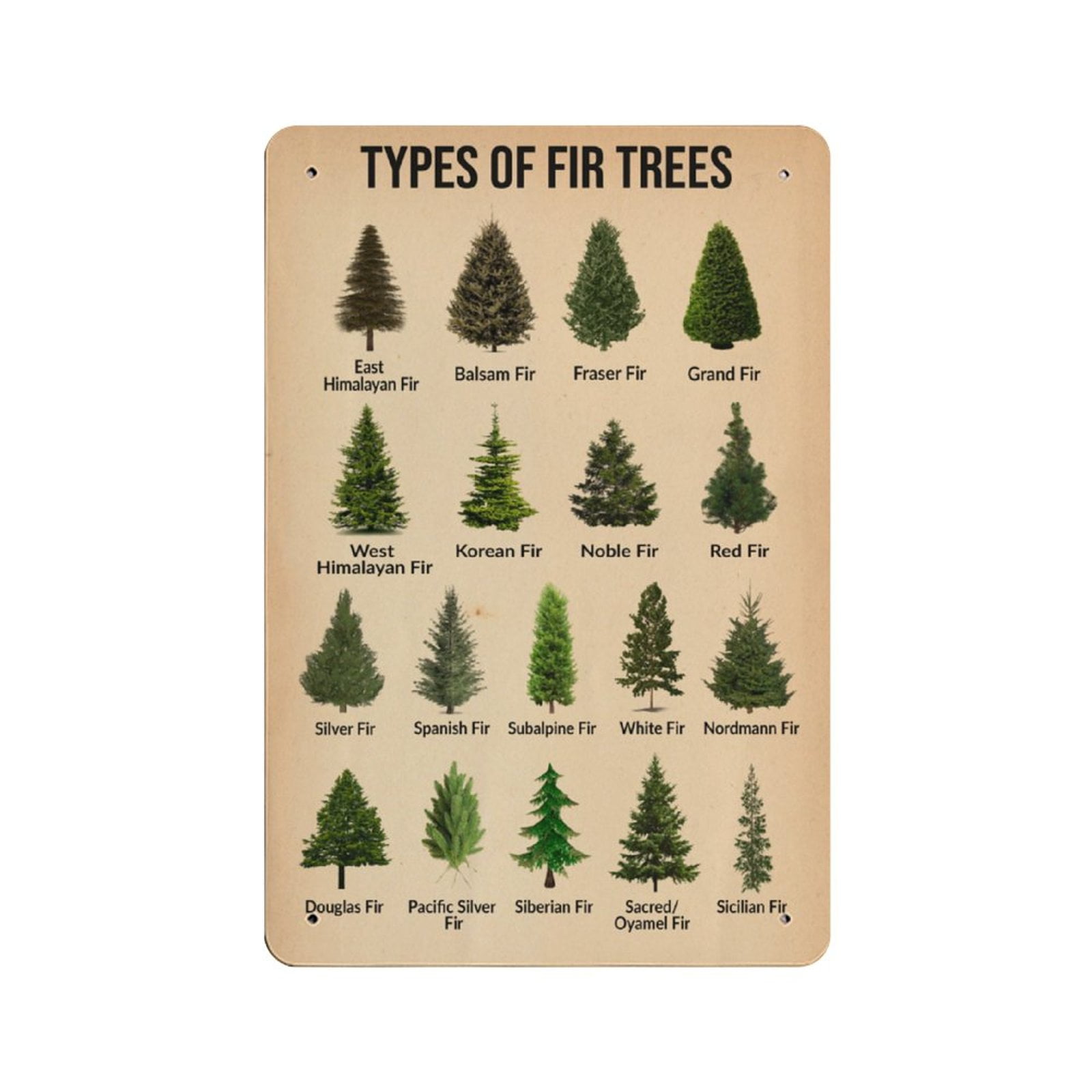 Aikeory Types of Fir Trees Tin Sign - Walmart.com