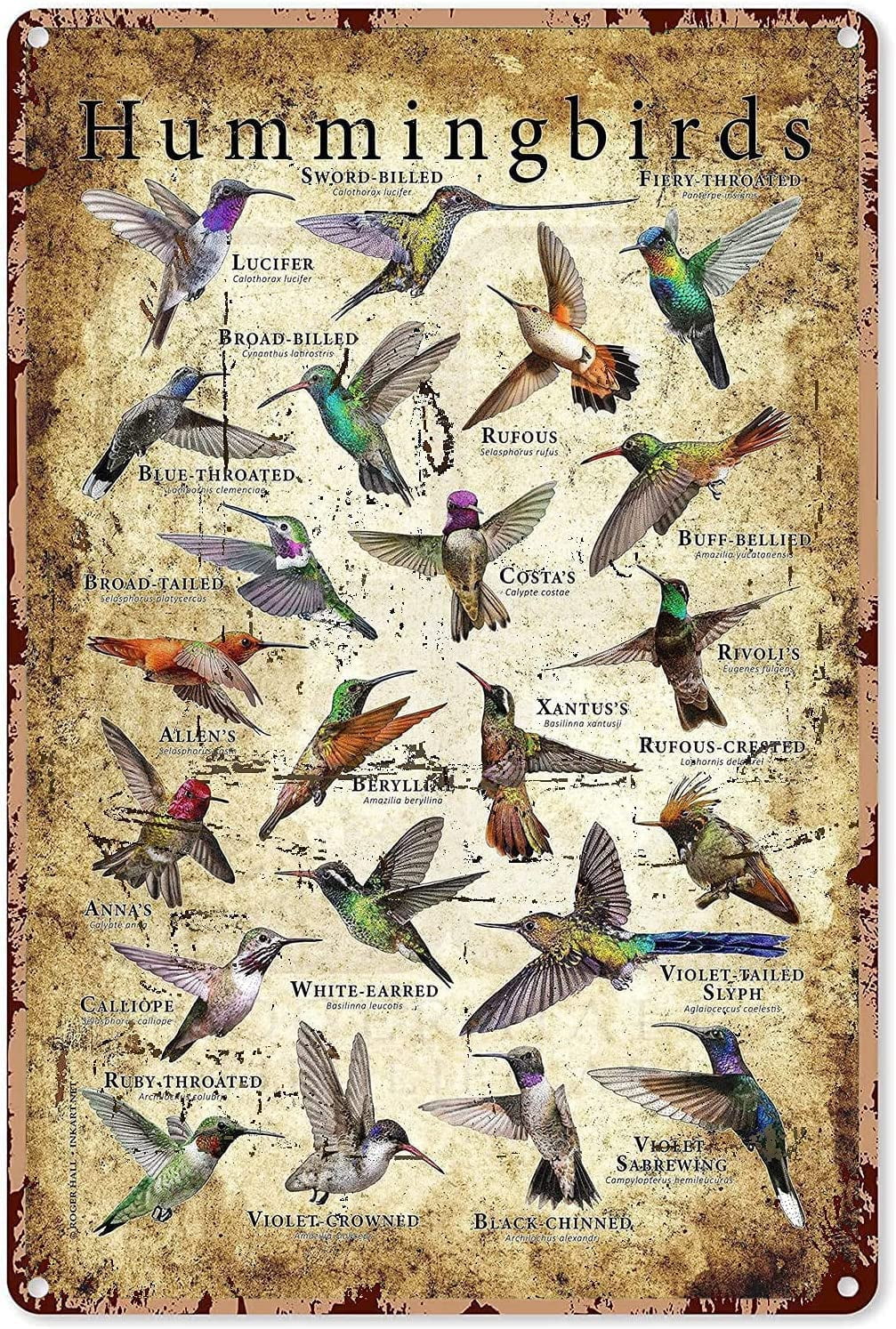 Types Of Hummingbird Metal Signs Retro Wall Decor Aluminium Sign Room ...