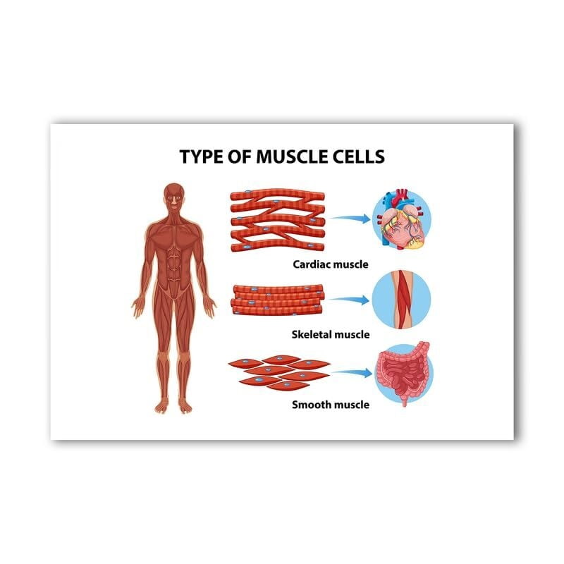 Types Of Muscle Cells Poster - Science Biology Anatomy Educational ...