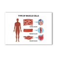 Types Of Muscle Cells Poster - Science Biology Anatomy Educational ...