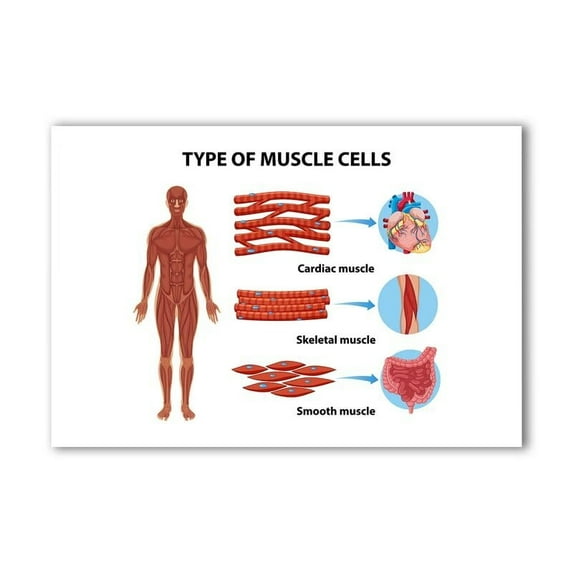 Types Of Muscle Cells Poster - Science Biology Anatomy Educational ...