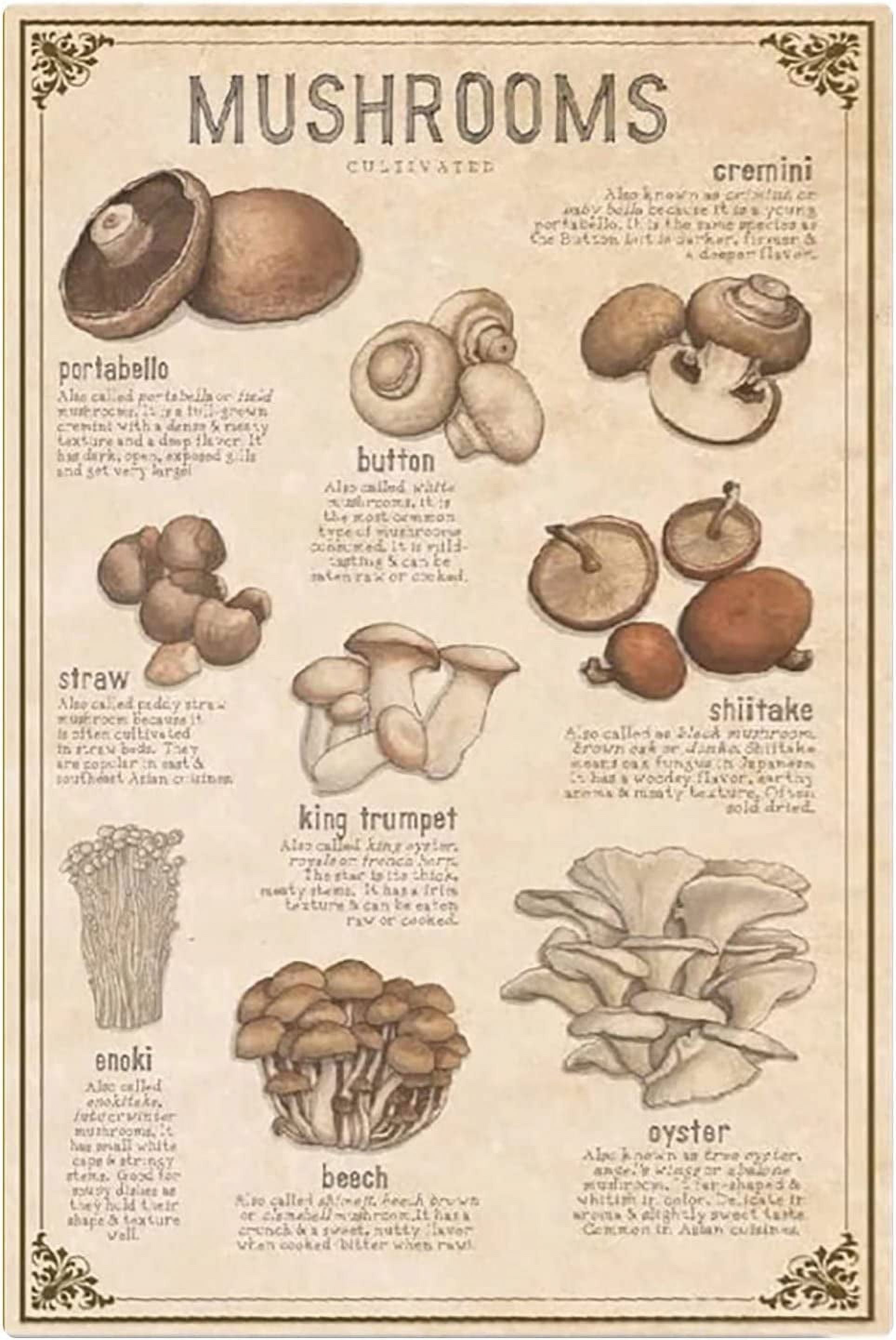 Types Of Mushrooms Metal Signs Wall Decor Retro Mushrooms Knowledge ...