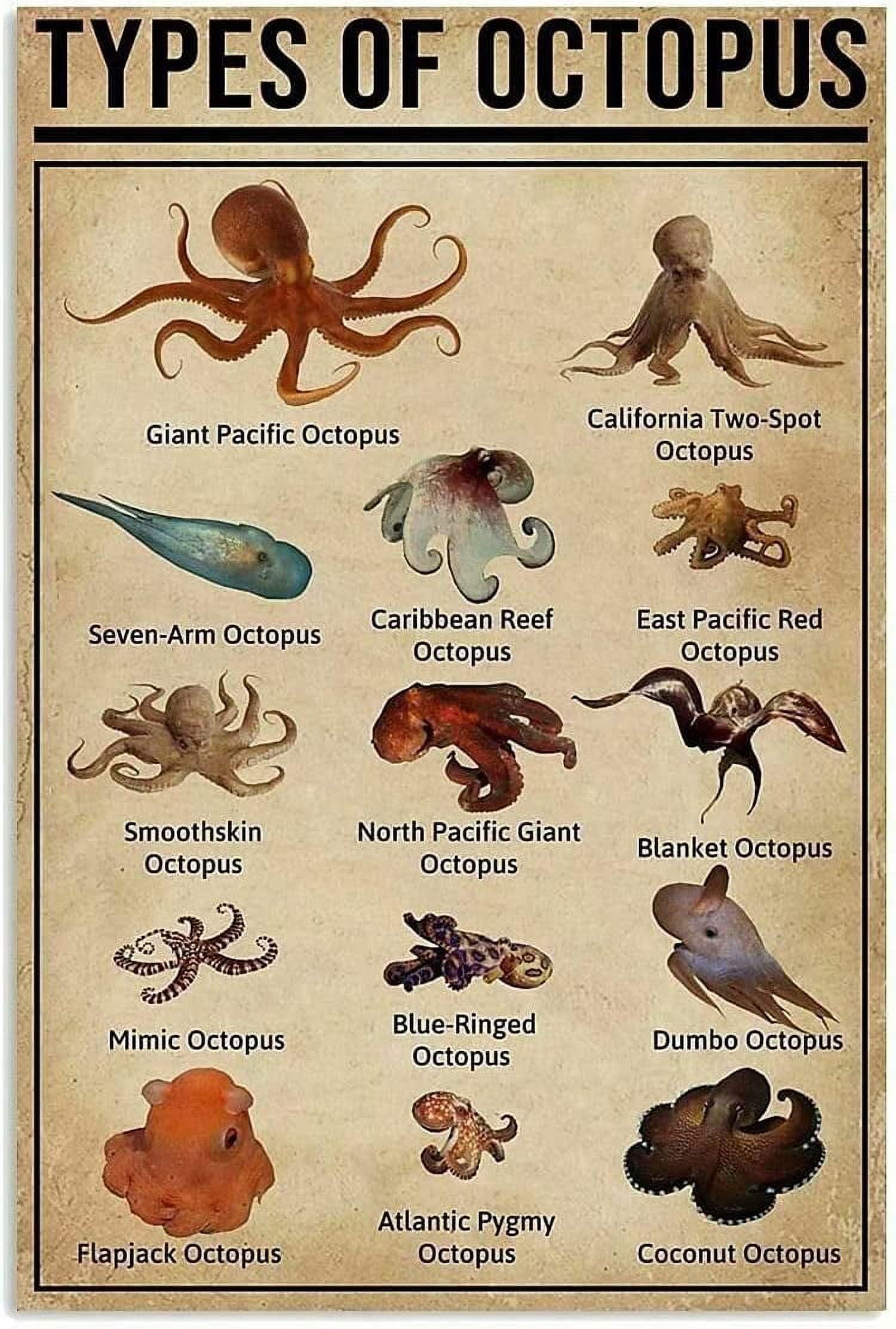 Types Of Octopus Knowledge Diamond Art Painting Kits for Adults 5D Octopus Diamond Paintings ...