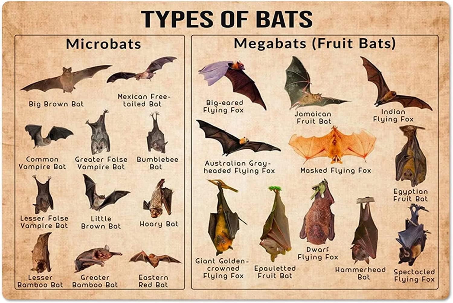 Types Of Bats Metal Signs Bat Knowledge Posters Microbats & Classroom ...