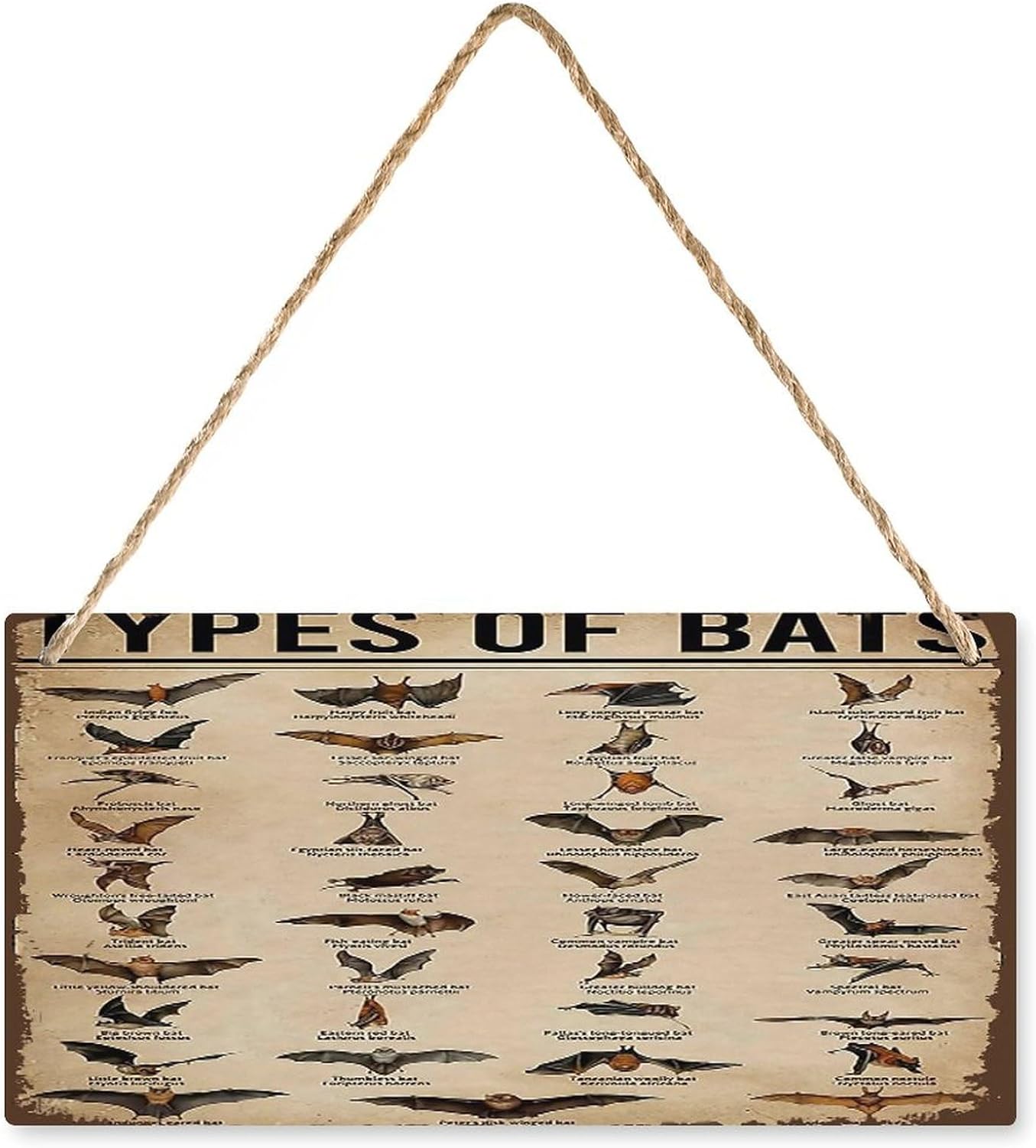 Types Of Bats Wooden Signs Vintage Bat Knowledge Retro Plaques Bat ...