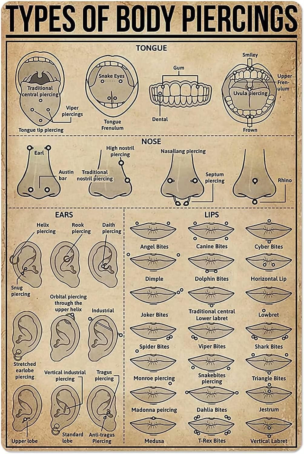 Types Of Body Piercings Metal Signs Body Piercing Knowledge Tin Poster ...