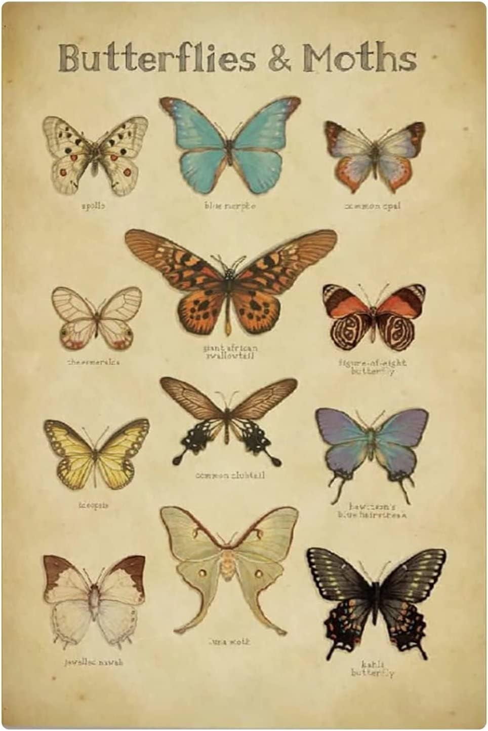 Types Of Butterflies & Moths Metal Signs Wall Decor Retro Butterfly ...