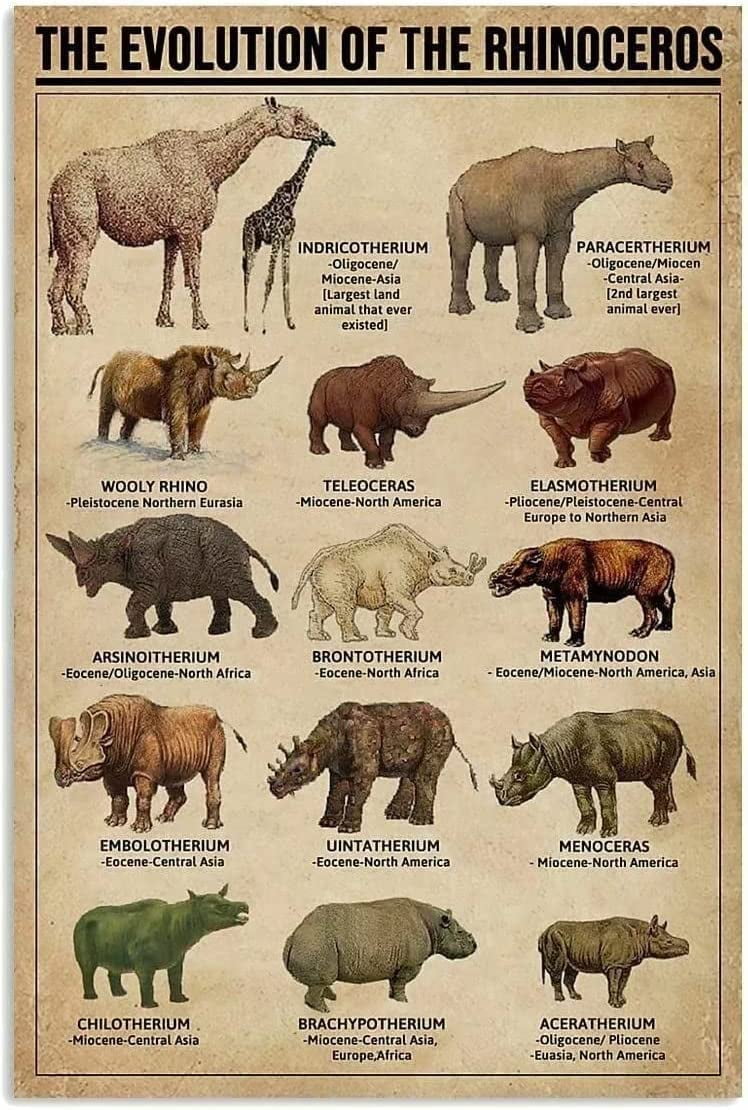 Types Of Dragon Knowledge Metal Signs Poster Types Of Dragon Popular ...