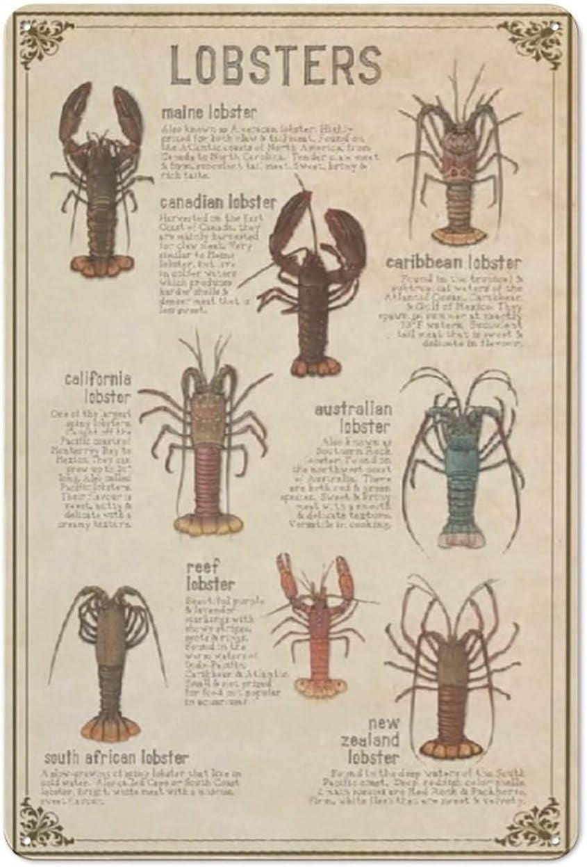 Types Of Lobsters Metal Tin Signs Seafood Market Infographics Plaques ...