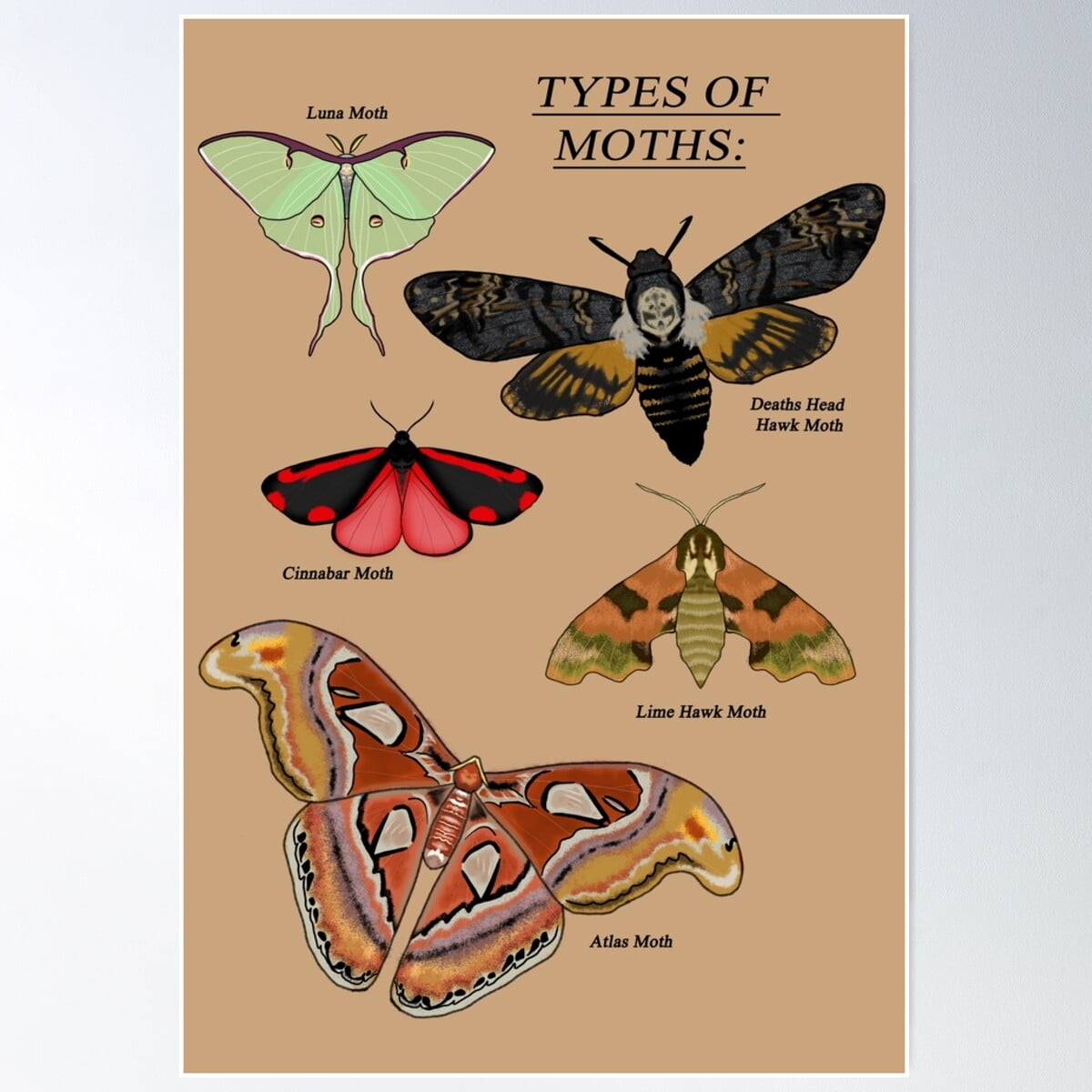 Types Of Moths - Black Text Poster Wall Art, Modern Wall Decor For ...