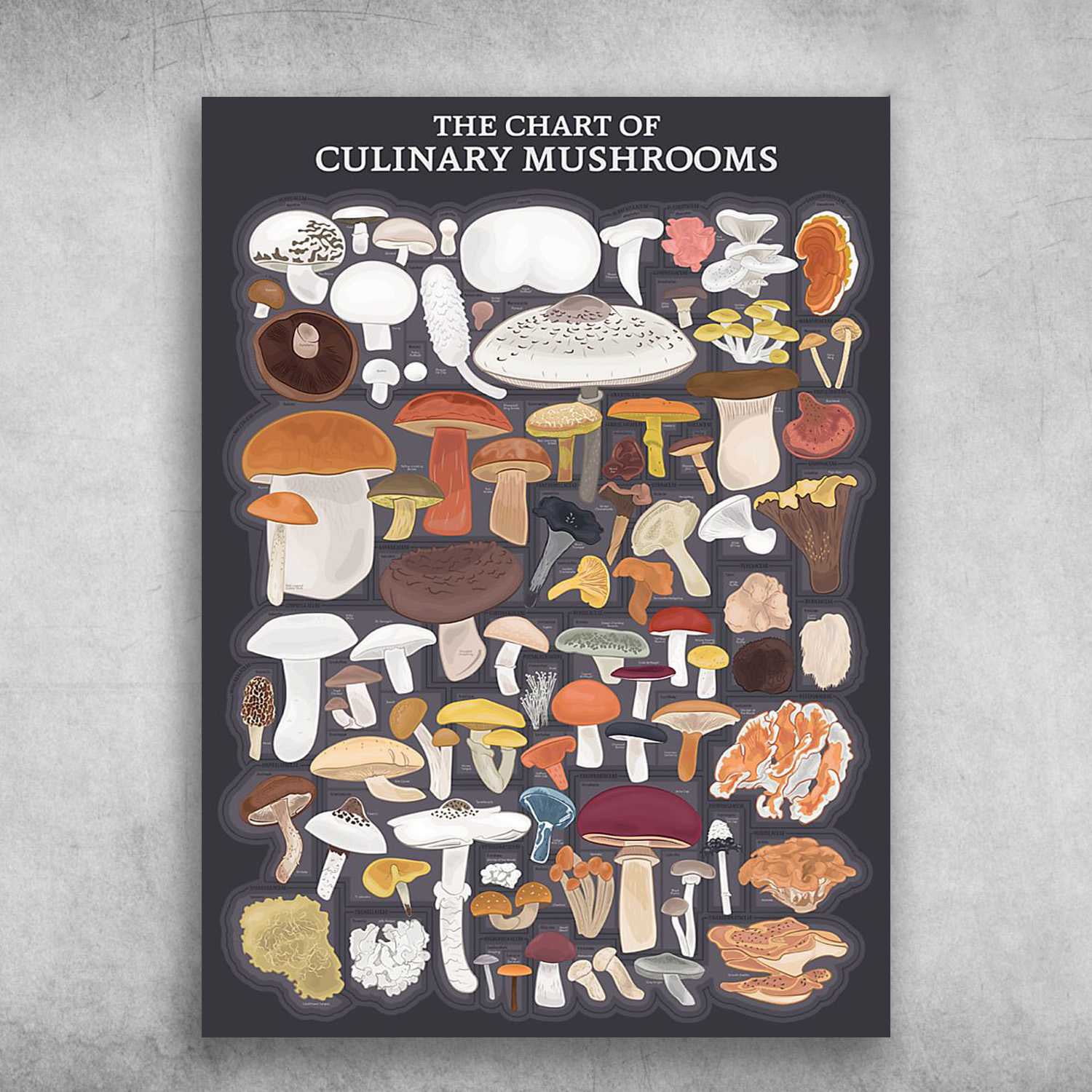 Types Of Mushrooms, The Chart Of Culinary Mushrooms, Mushrooms Poster ...