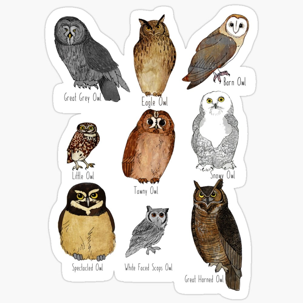 Types Of Owl Sticker Phone Decal Water Bottle Stickers Car Decals ...