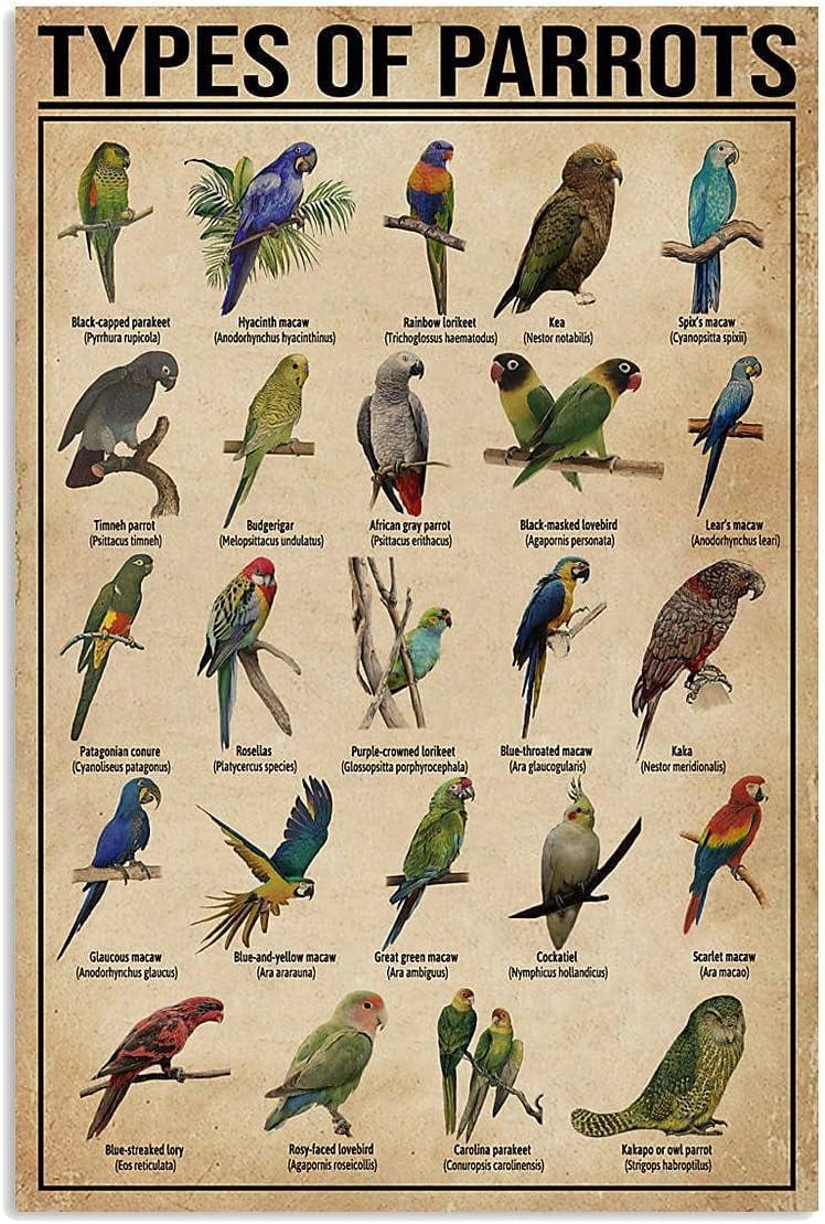 Types Of Parrots Infographic Metal Sign Vintage Home Decor Parrot ...