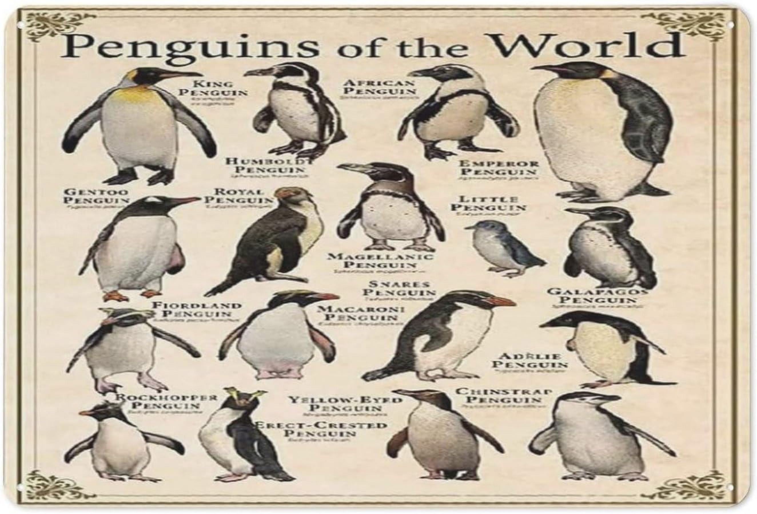 Types Of Penguins Metal Tin Signs Penguins Of The World Retro Posters ...