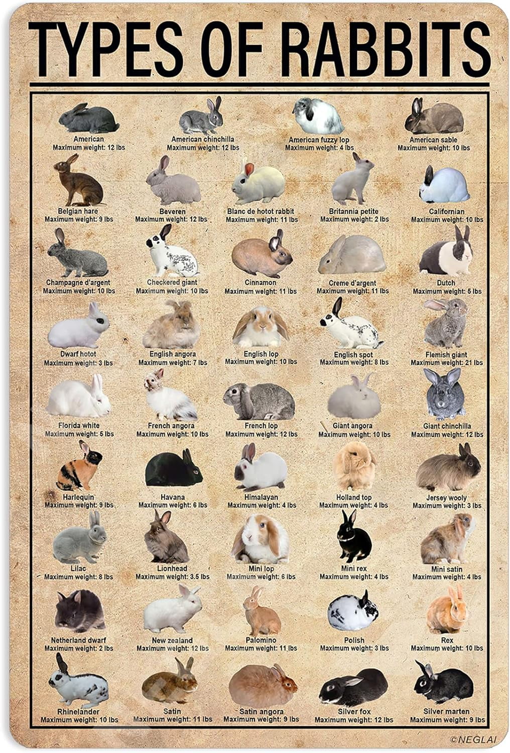 Types Of Rabbits Knowledge Metal Tin Signs Poster, Vintage Wall Decor ...