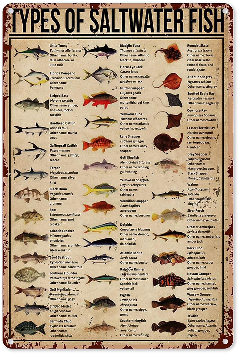 Types Of Saltwater Fish Knowledge Tin Sign Plaque Wall Decor Home Man ...