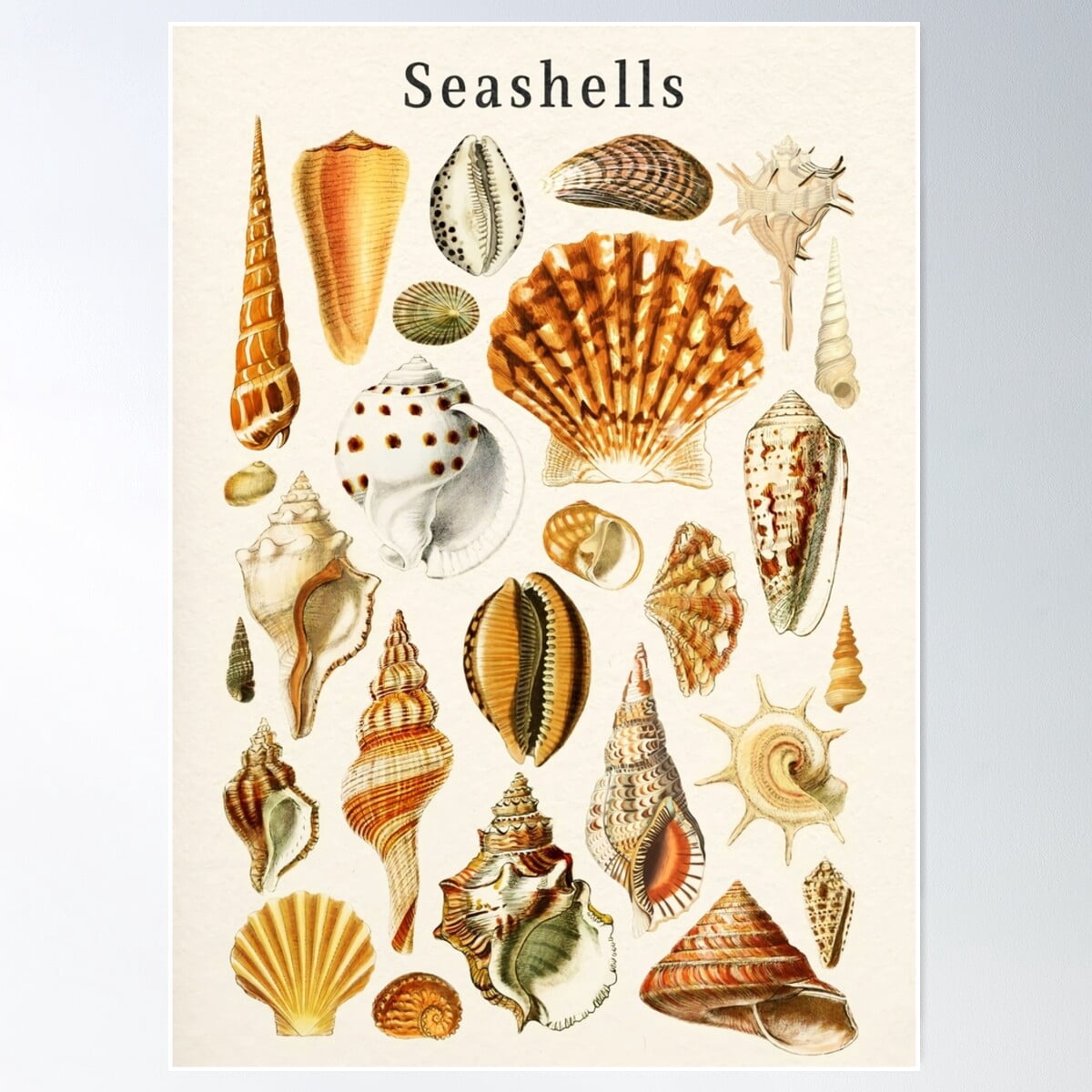 Types Of Seashells Poster Wall Art, Modern Wall Decor For Living Room ...