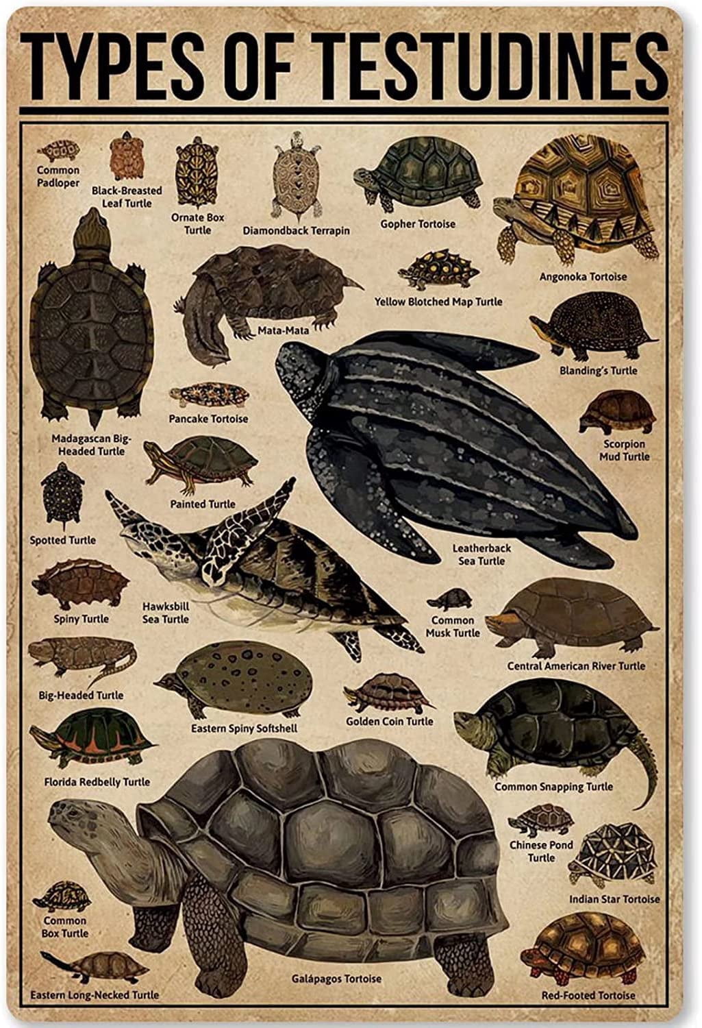 Types Of Testudines Metal Tin Signs Tortoise Knowledge Infographic Wall ...