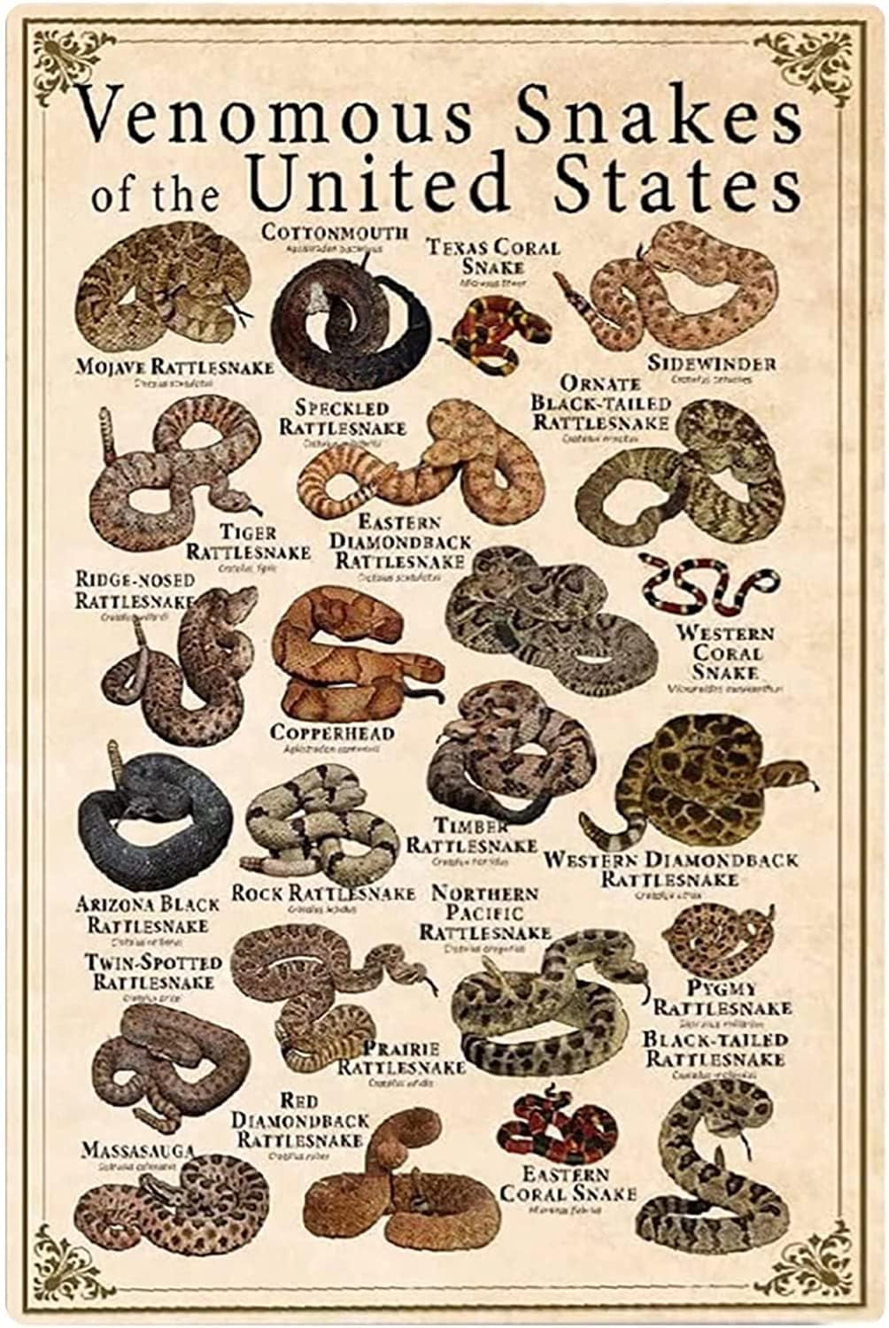 Types Of Venomous Snakes Metal Tin Signs Wall Decor Venomous Snakes Of ...