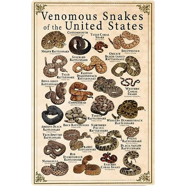 Types Of Venomous Snakes Metal Tin Signs Wall Decor Venomous Snakes Of ...