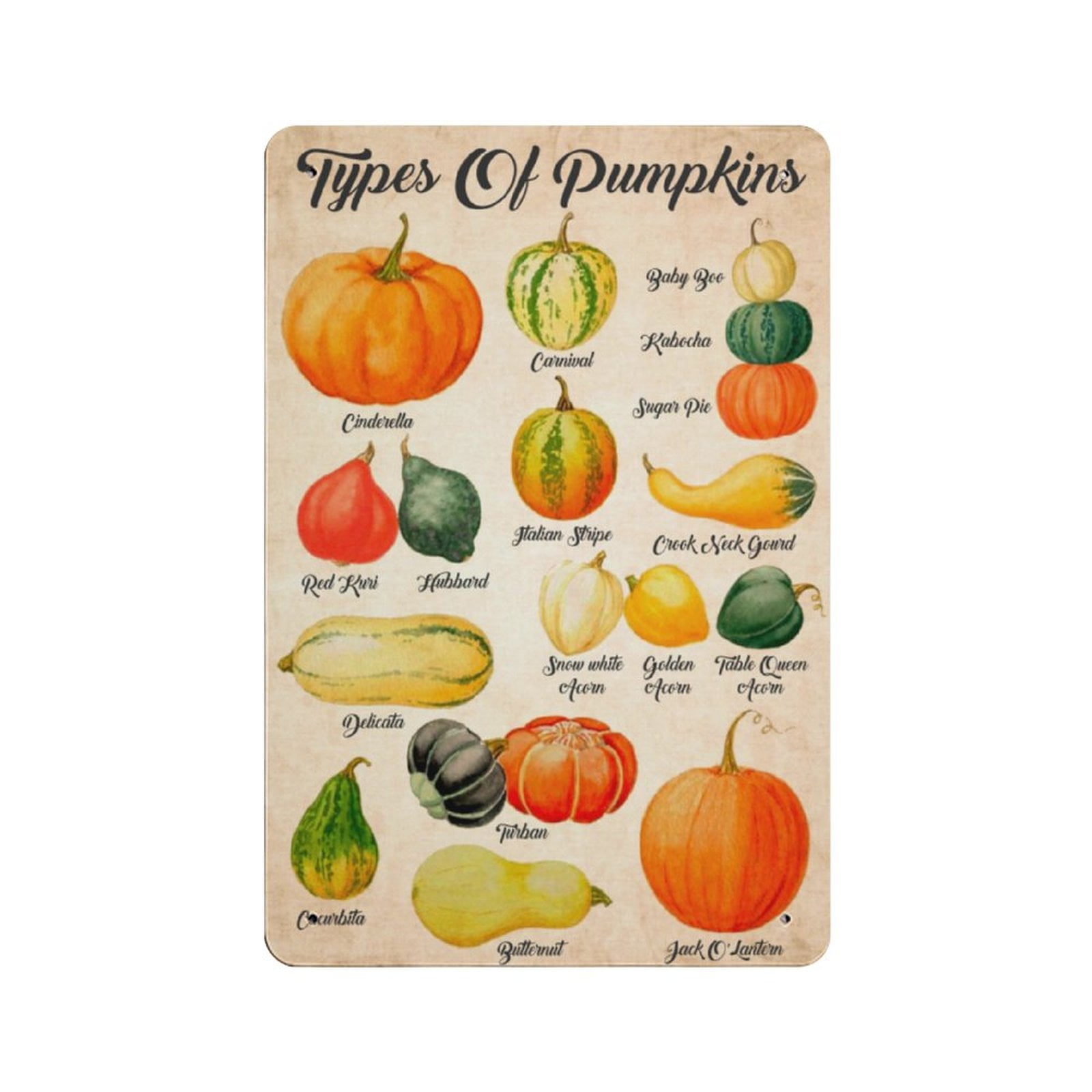 Types of Pumpkin tin sign, Pumpkin Knowledge, Pumpkin Decor, Pumpkin ...