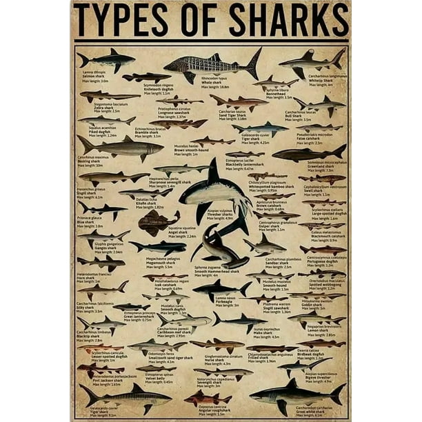 shark poster