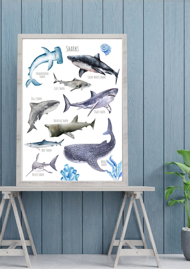 Types of Sharks Species Identification Chart Educational Marine Biology ...